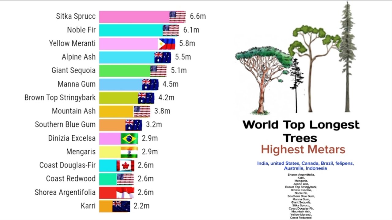 World Top High Trees | Trees Longest | Plans Trees | Long Trees in ...