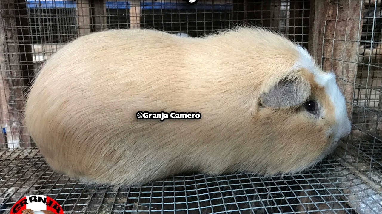 CUY MEJORADO RAZA INTI 2,6 KG GRANJA CAMERO 2017 - YouTube