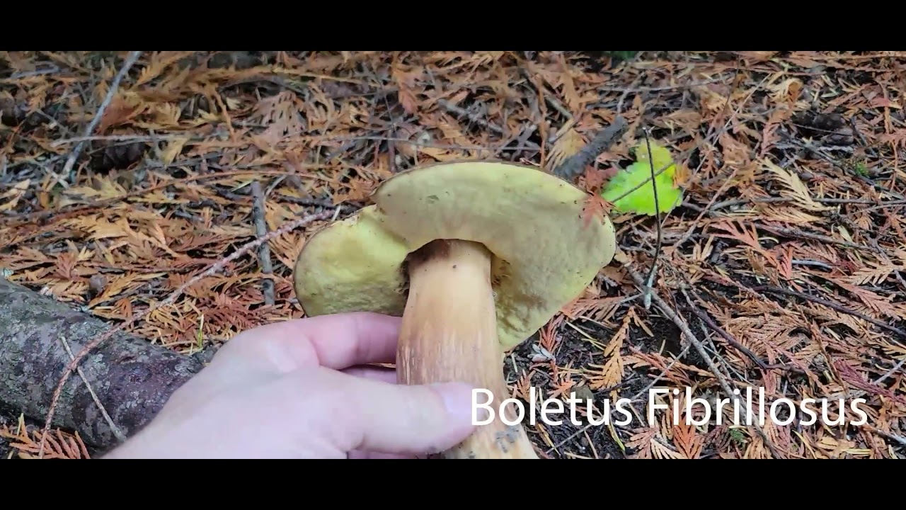 '30 mushrooms identified in 1 minute' with Aaron Hilliard of Mushroom ...