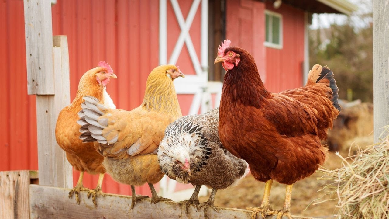 Chicken Sounds | Chickens Sound Effect | Chickens Clucking | Chicken ...
