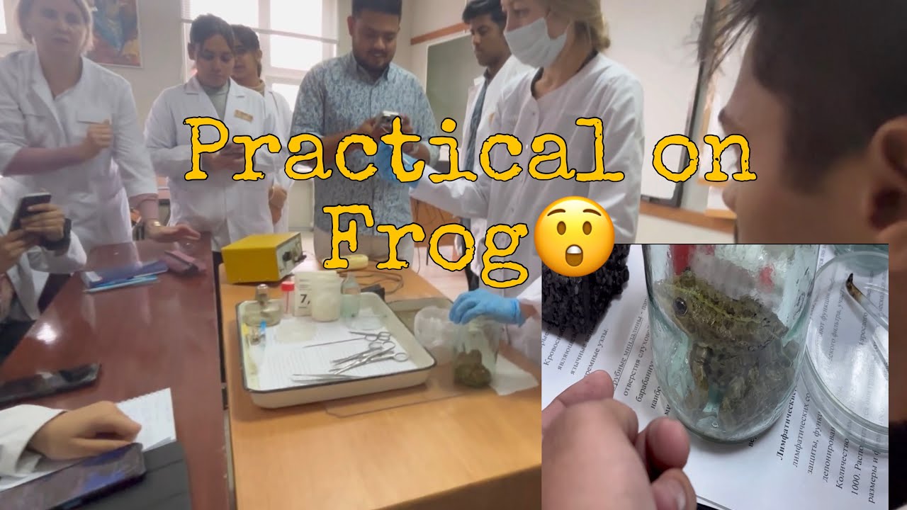 Practical on Frog😲|Mbbs in Russia|Vlog 116 - YouTube