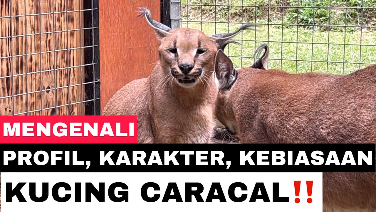 FAKTA UNIK KUCING CARACAL YANG SUPER JINAK‼️ - YouTube