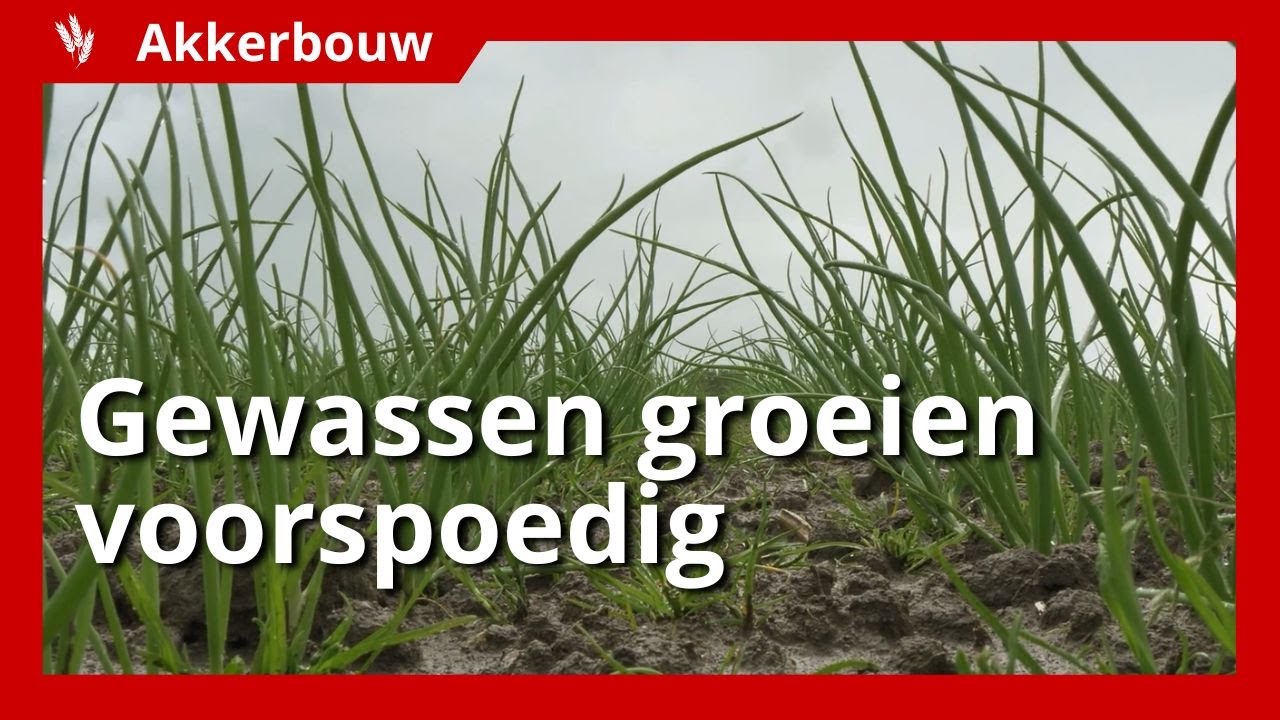 Gewassen groeien ondanks wisselende weersomstandigheden goed - YouTube