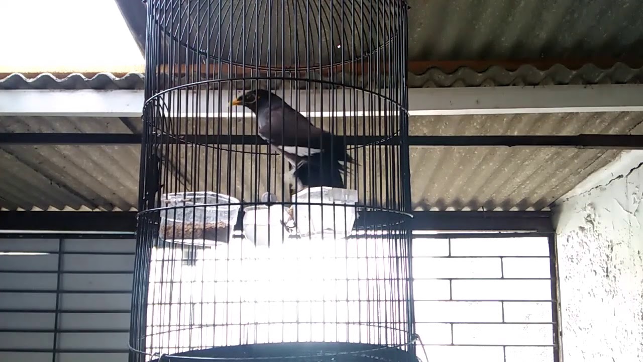 MASTERAN BURUNG JALAK BATAM GACOR - YouTube