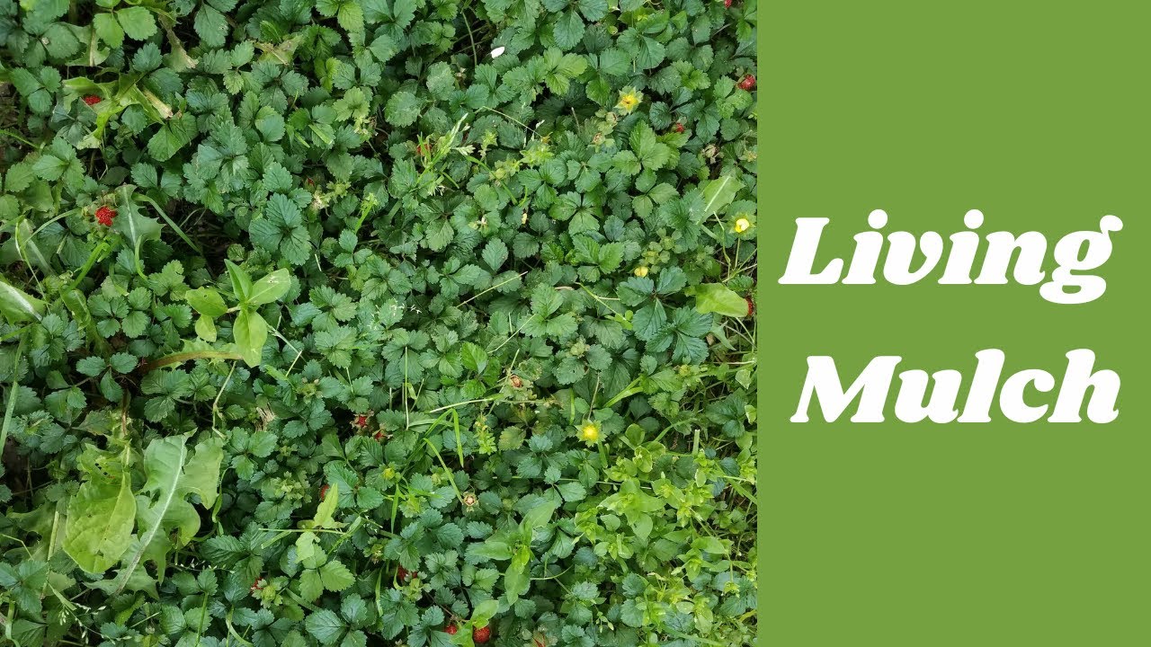 Choosing the Best Living Ground Cover for our Food Forest & Gardens ...