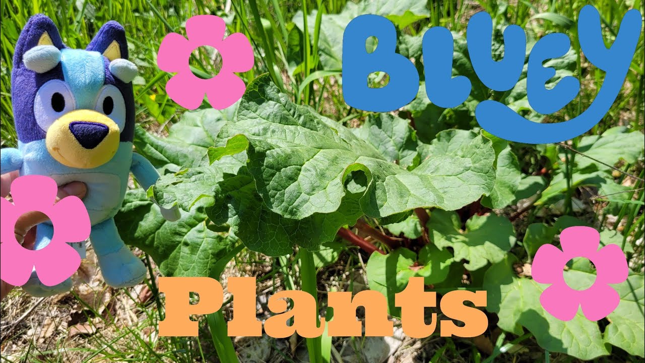 Bluey outdoors - Plants - YouTube