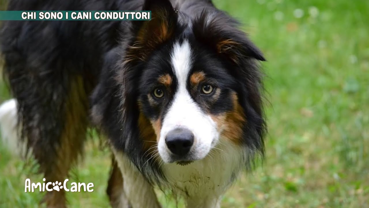 Conosciamo meglio i Cani Conduttori del gregge - Amico cane - YouTube