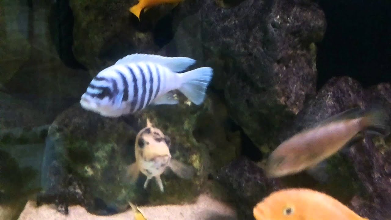 Metriaclima 'zebra chilumba' (Maison Reef) - YouTube