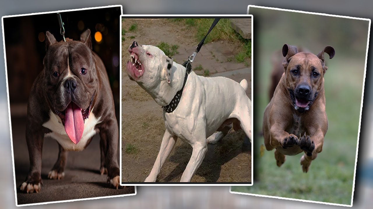 Most Dangerous killer fearless banned Dog breeds in the world ...