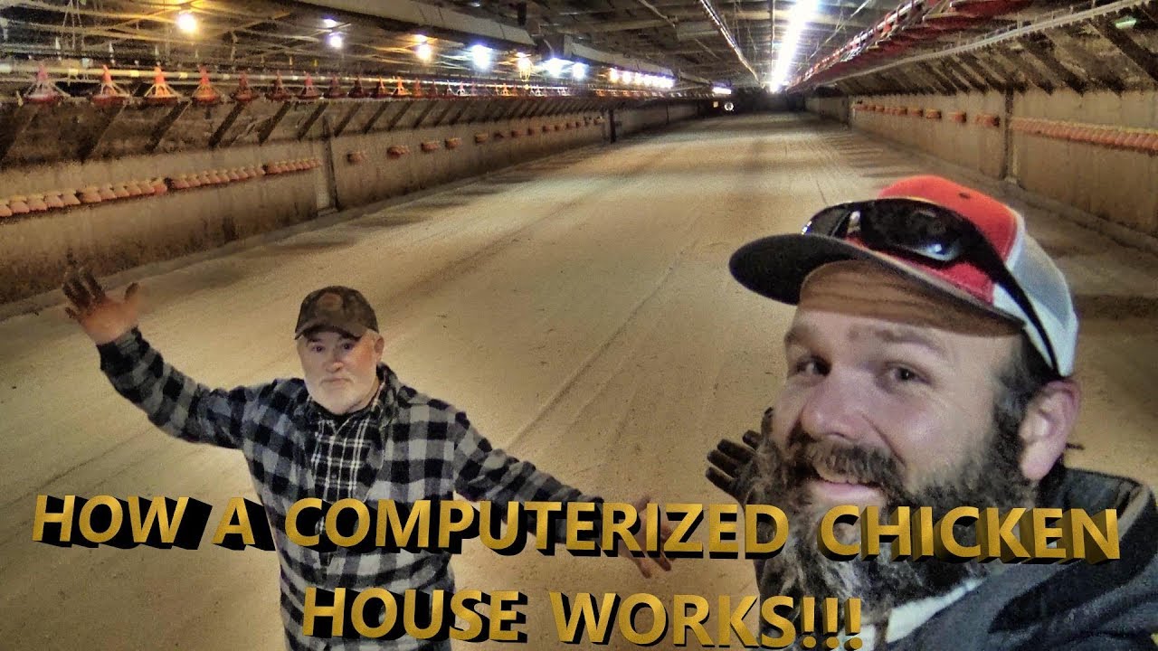 FEEDING A NATION! REAL LIFE..REAL INSIDE LOOK AT COMMERCIAL CHICKEN ...