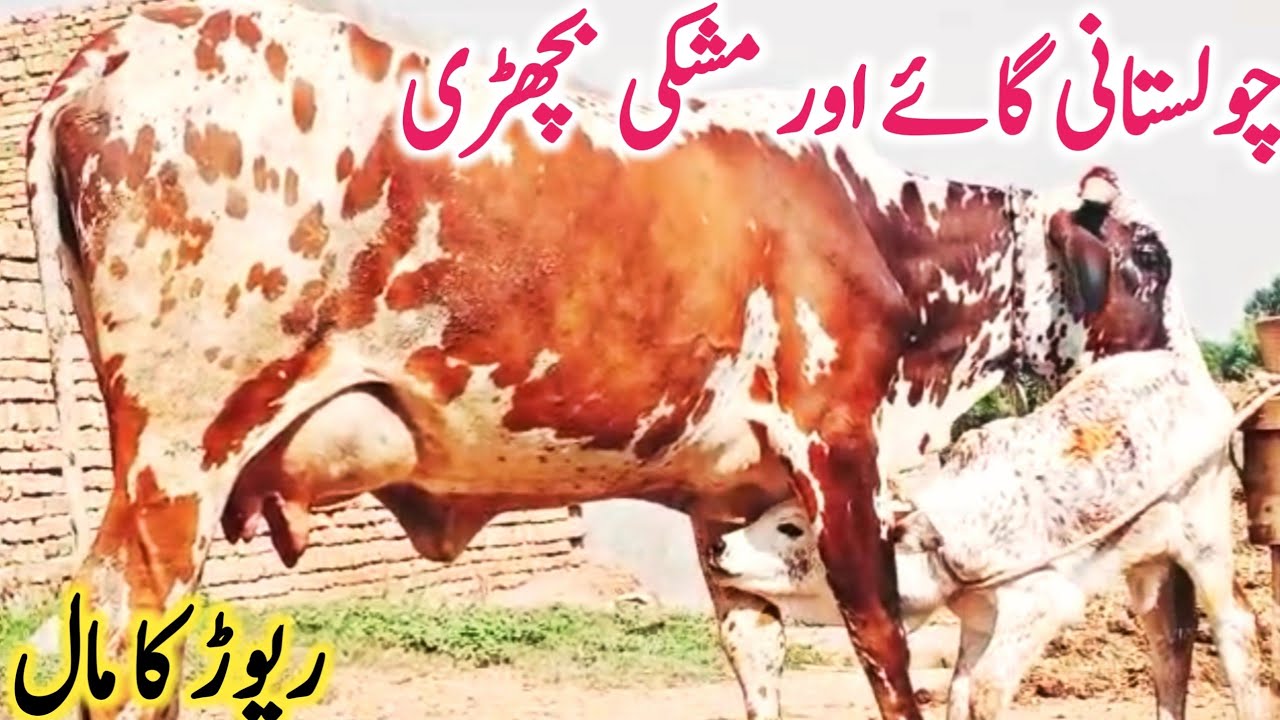 Cholistani Sahiwal Cow Bachra Jhoti Buffalo Farm Near Luden Janwar ...