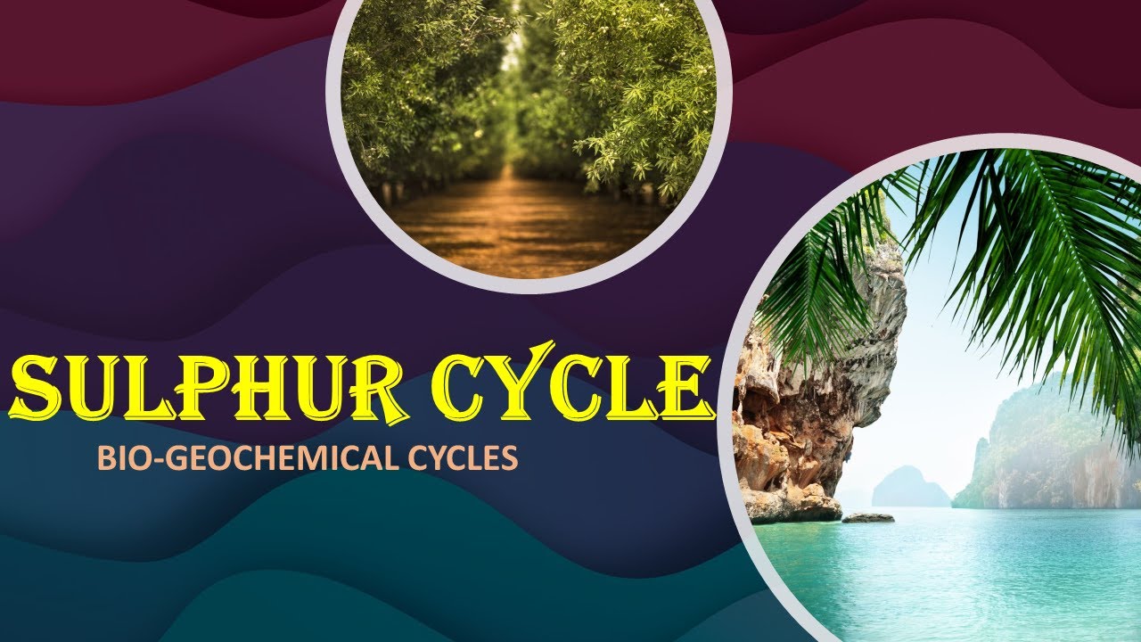 SULPHUR CYCLE - BIOGEOCHEMICAL CYCLES( NUTRIENT CYCLES)- ENVIRONMENTAL ...
