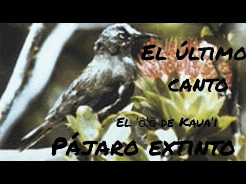 El canto del ʻōʻō de Kauaʻi (Moho braccatus)🔻 especie extinta🔺 - YouTube