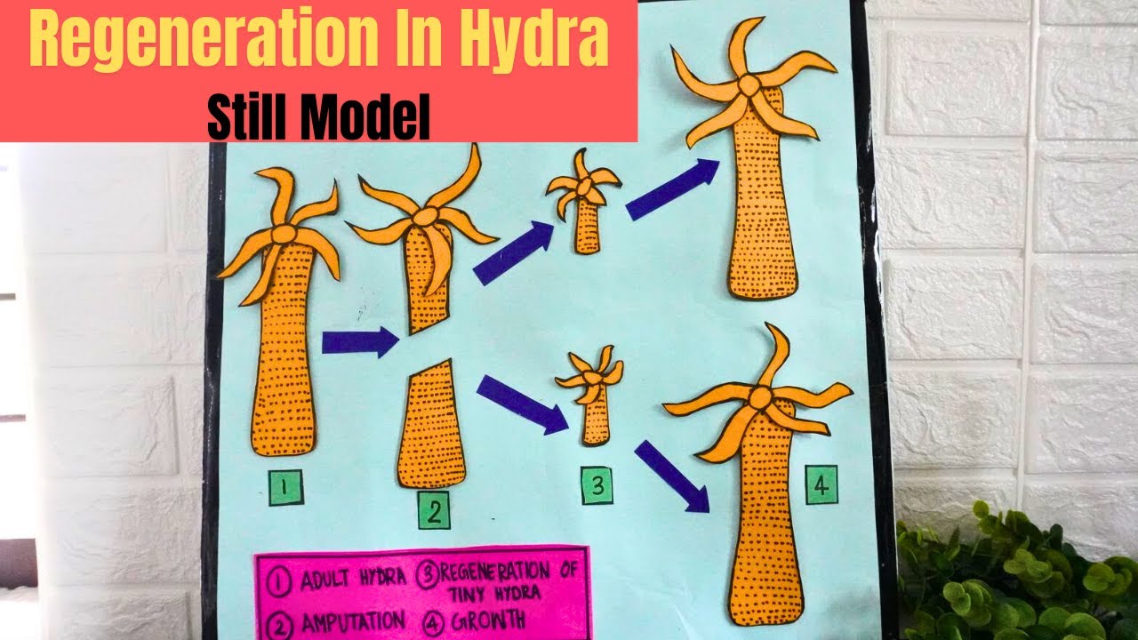 Regeneration in Hydra Still Model Project | DIY |Science Project model ...