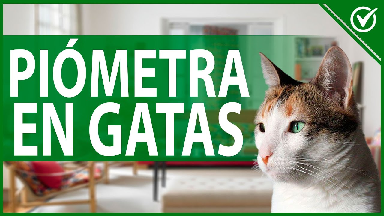🐱 Piómetra en Gatas: Causas, Síntomas, Tratamiento y Prevención para ...