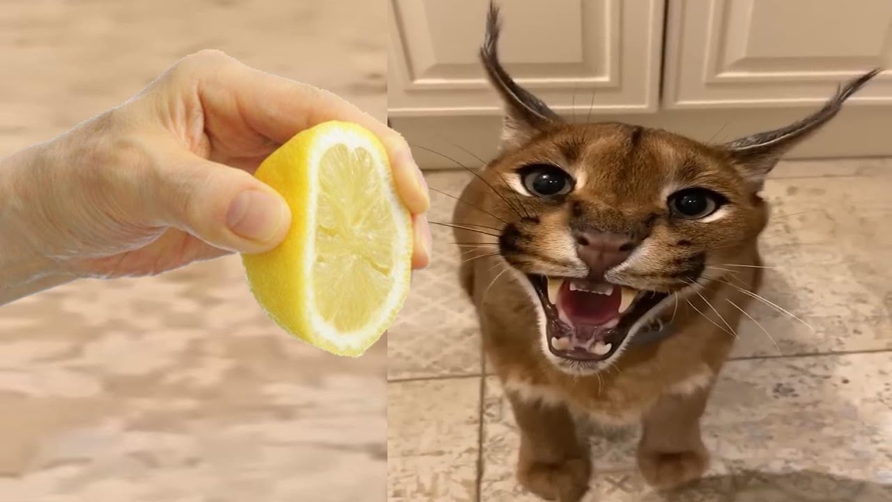 Top 5 Floppa and Lemon - YouTube