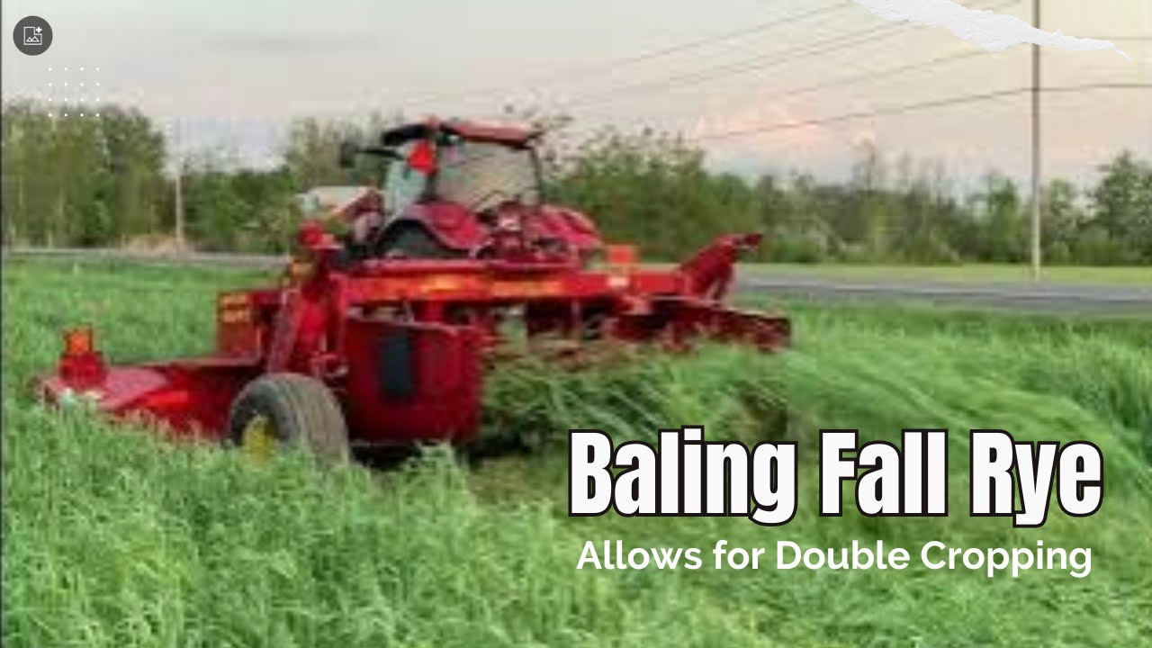 Spring Harvest of Fall Rye - YouTube
