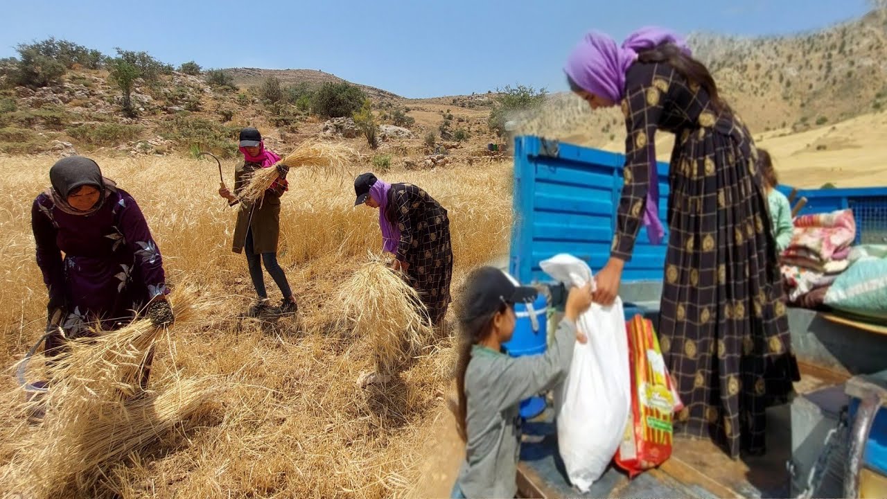 Nomadic Life: Belqis' Journey to Harvest Wheat on the Farm 🌾 - YouTube