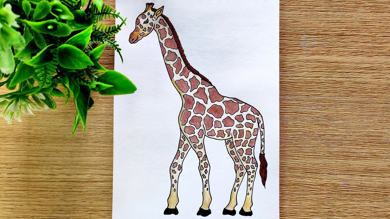 Giraffe drawing | How to draw giraffe step by step | Giraffe drawing ...