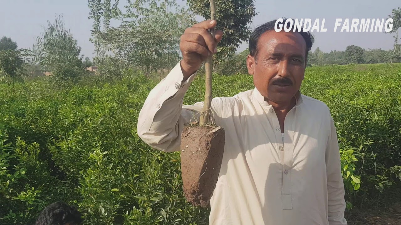 Kinnow Plants For Sale || Kinno Plants ||Citrus Plants|| - YouTube