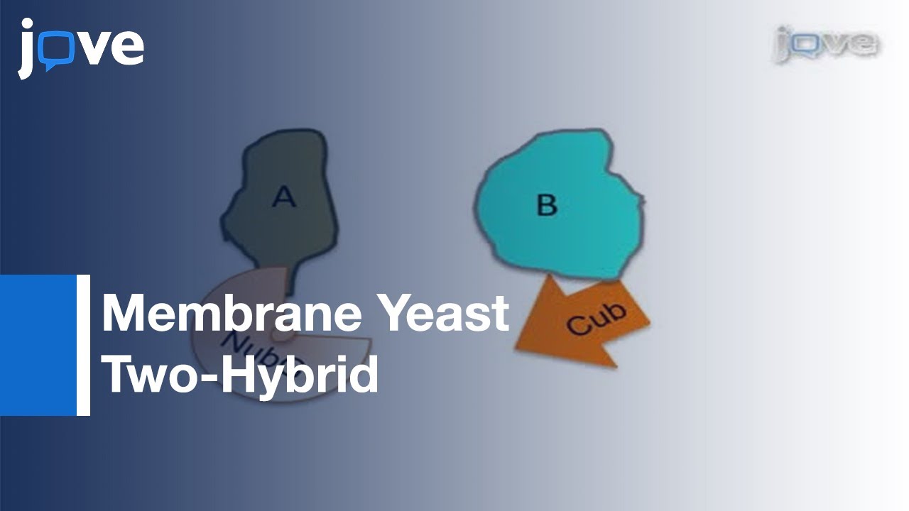 Split-Ubiquitin Based MYTH System: Identifying Protein-Protein ...