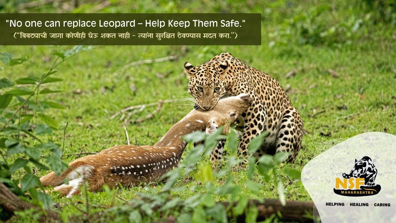 "No one can replace leopard – Help Keep Them Safe." - YouTube