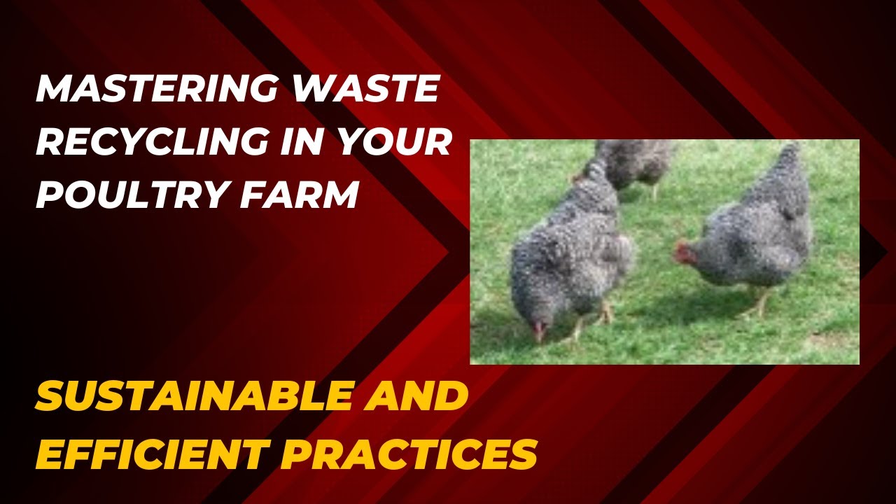 Mastering Waste Recycling in Your Poultry Farm: Sustainable and ...