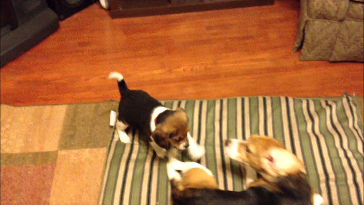 Chester and Calvin.wmv - YouTube
