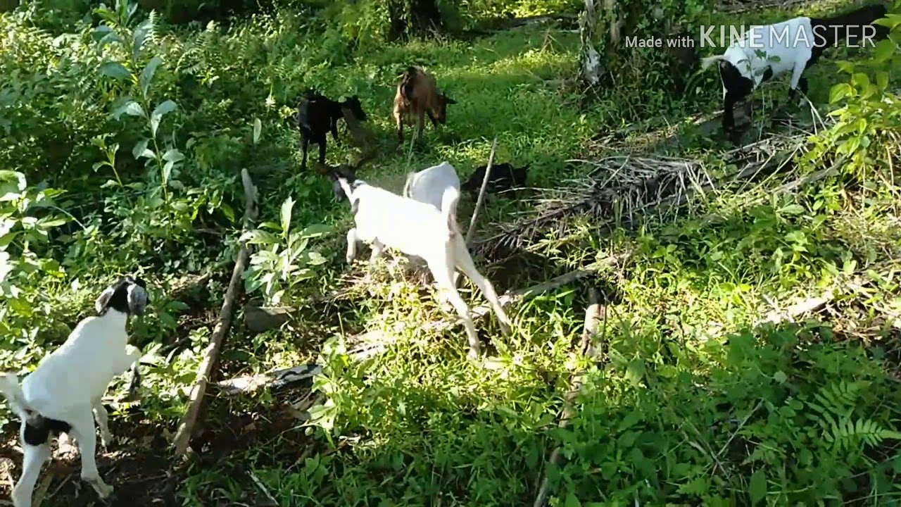 Kambing sehat hasil puas - YouTube