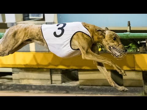 Feral Franky sets a flying 29.08 - YouTube