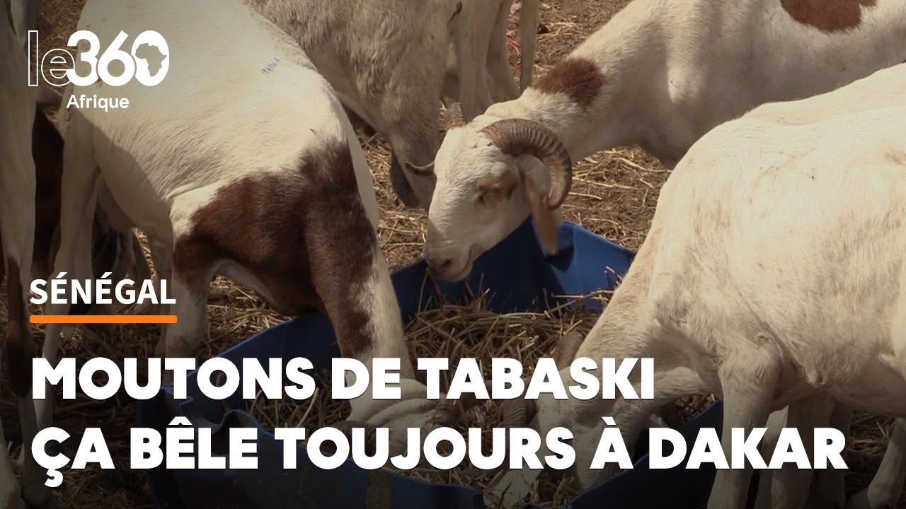 Sénégal: quelques jours après la Tabaski, ça bêle toujours à Dakar ...