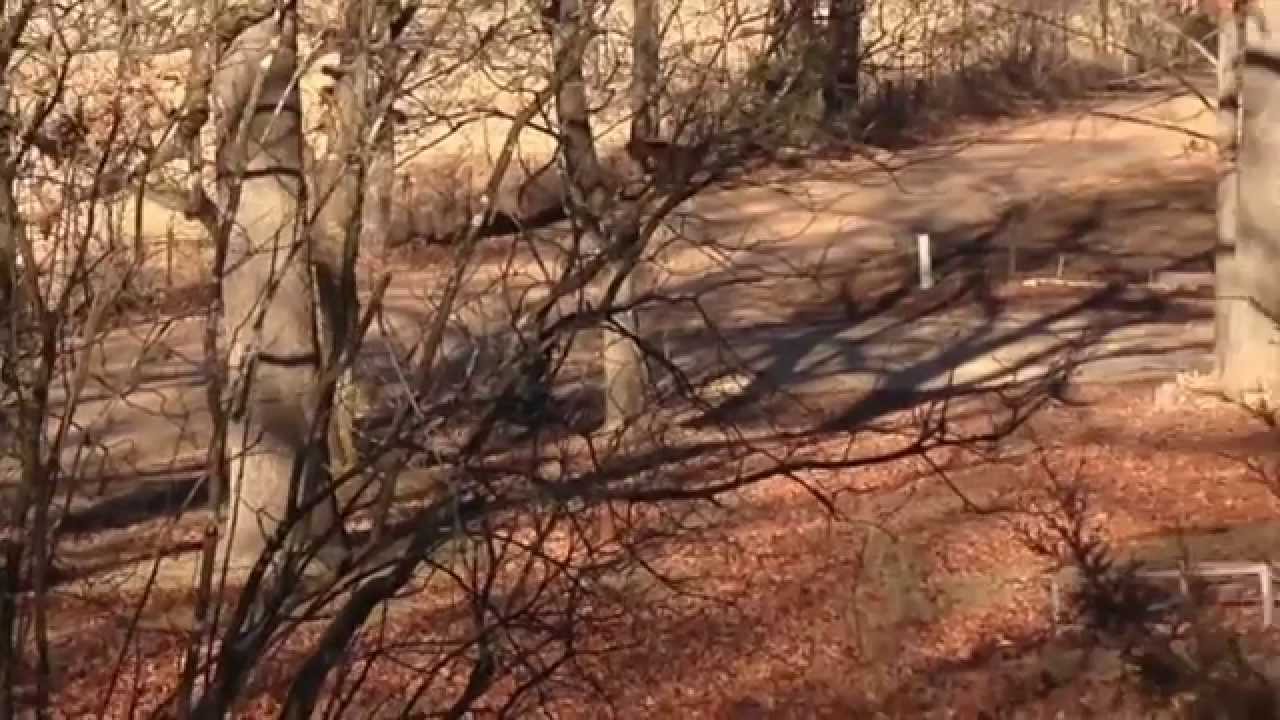 Casper & Dead Dog Fooling Around - YouTube