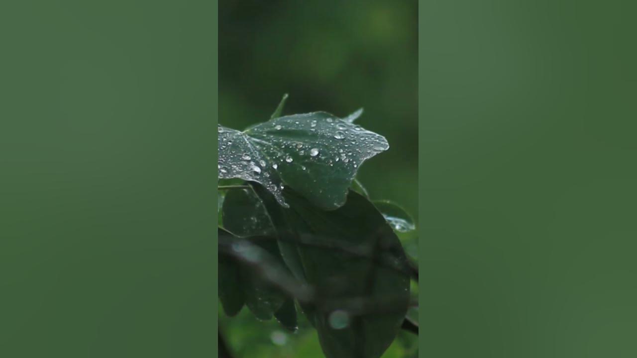 Rain Sounds The Sound Of Rain Meditation Autogenc Training Deep Sleep