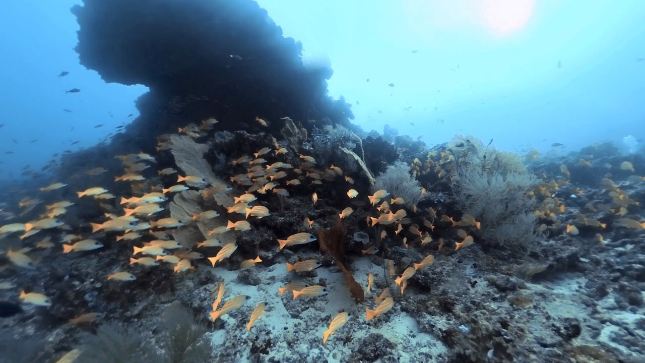 Bluebanded Snapper in Maldives (360 2D 8K) | Insta360 ONE RS 1-Inch 360 ...