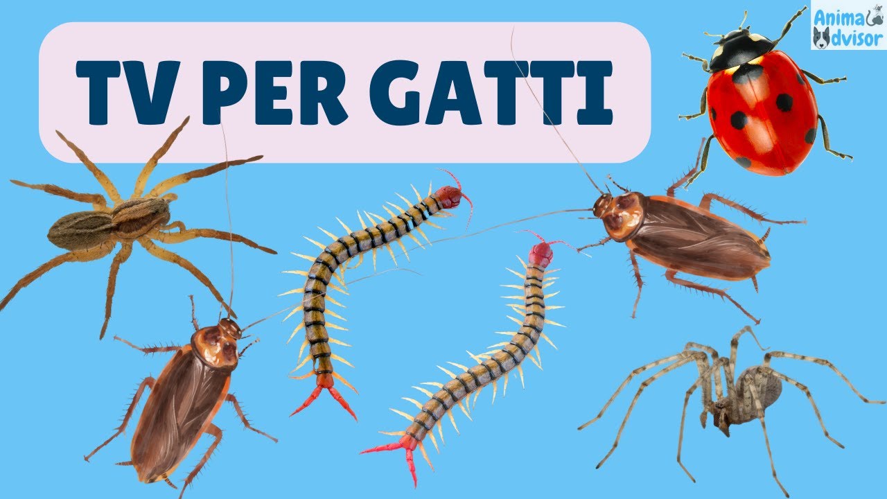 TV Per Gatti 🐱 - ⭐ 3 ORE ⭐ di Insetti: Scarafaggi, Coccinelle, Ragni e ...