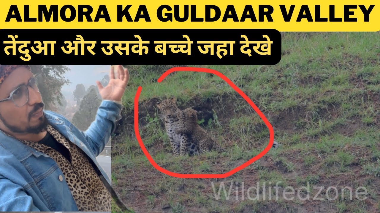 ALMORA KA GULDAAR VALLEY तेंदुआ और उसके बच्चे जहा देखे - YouTube