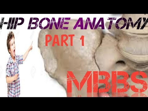 Mbbs anatomy of hip bone - YouTube