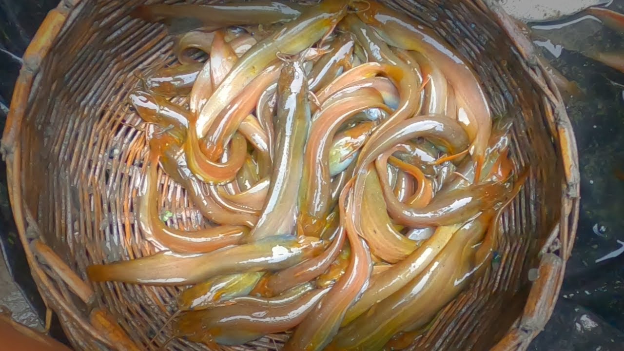 Singhi Fish Farming Business In India, How To Singhi Fish Catching For ...