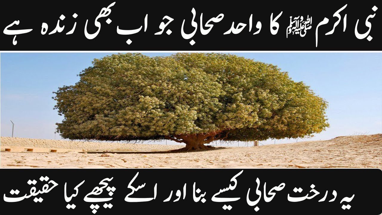 The Last living Sahabi of Muhammad SAW | Nabi Akram SAW ka sahabi ...