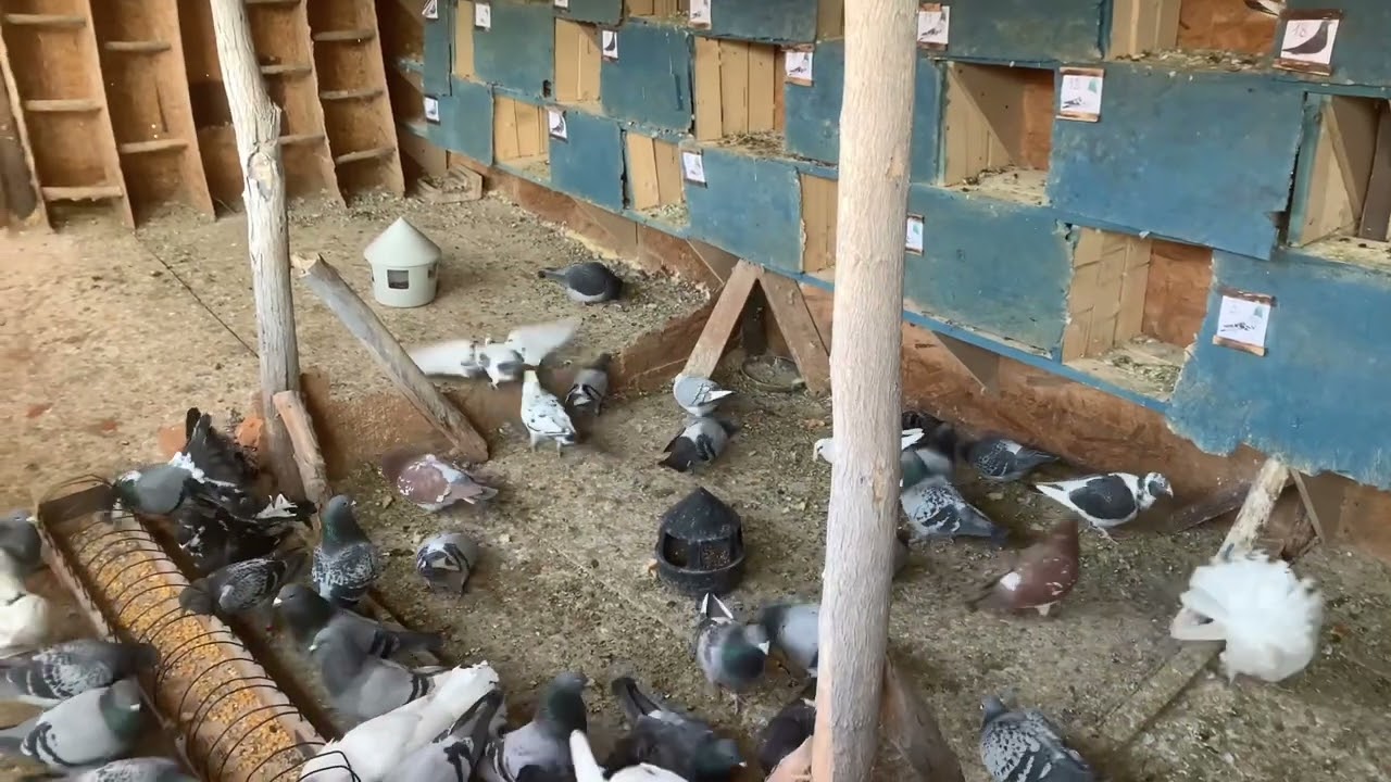 Am început sa le pun picături porumbeilor.DexaTobrom - YouTube