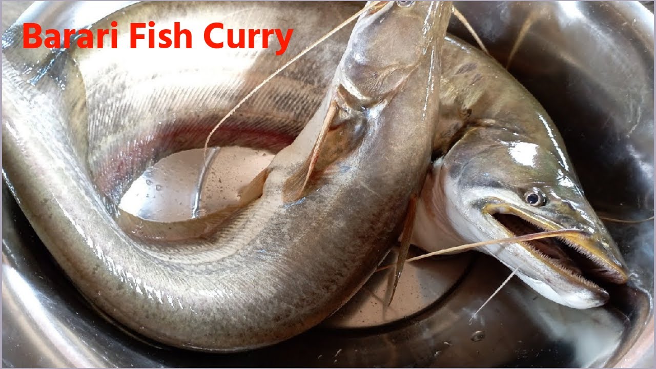Barari fish curry//Big fish curry#Indian_style_fish_curry - YouTube