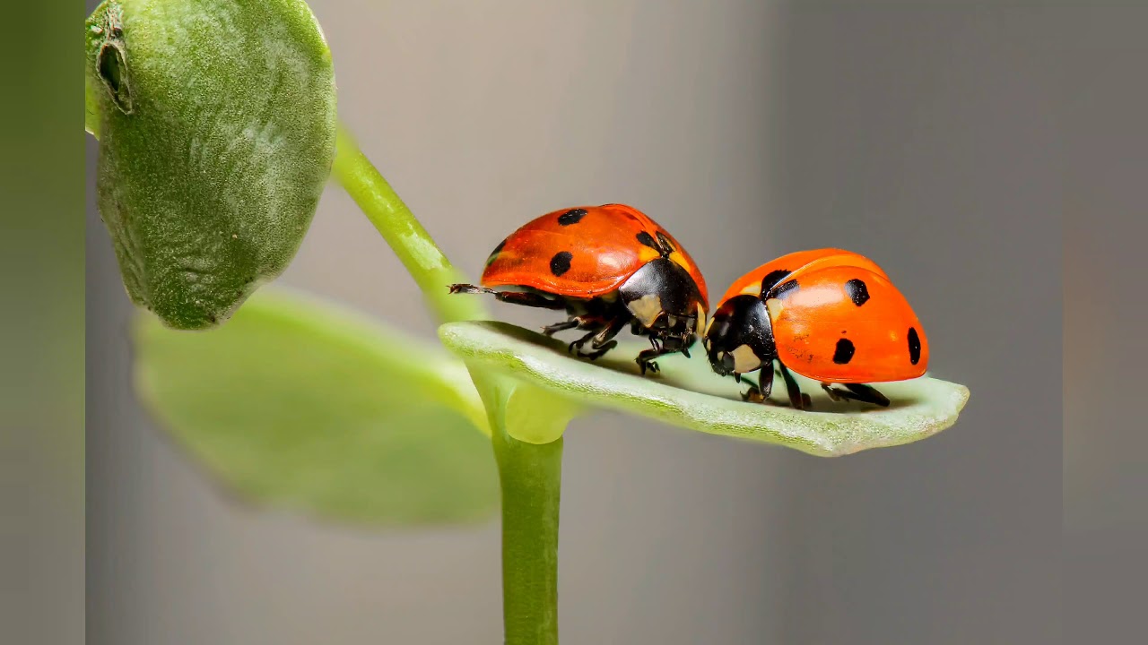 Bichitos - YouTube