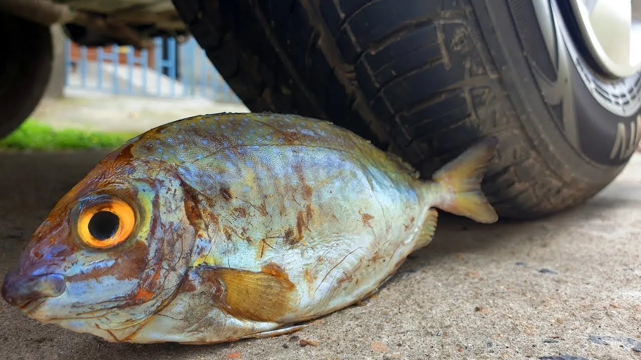 EXPERIMENT: Car vs Fish | Crushing Crunchy & Soft Things by Car! - YouTube