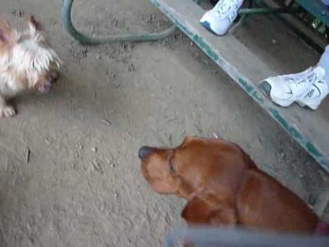 Little yapping dogs - YouTube