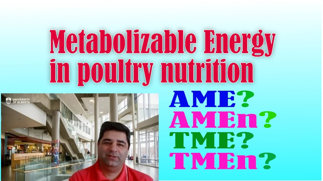 Metabolizable Energy In Poultry Nutrition YouTube metabolizable-energy-in-poultry-nutrition-youtube