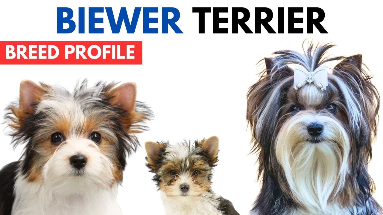 Biewer Terrier Breed Profile History - Price - Traits - Biewer Terrier ...