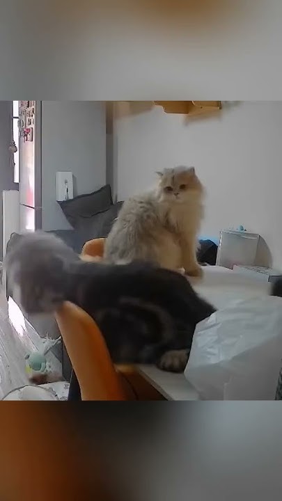 Michis siendo michis #cats #cat #humor #pets #gatos #gato #memes #peleaépica - YouTube