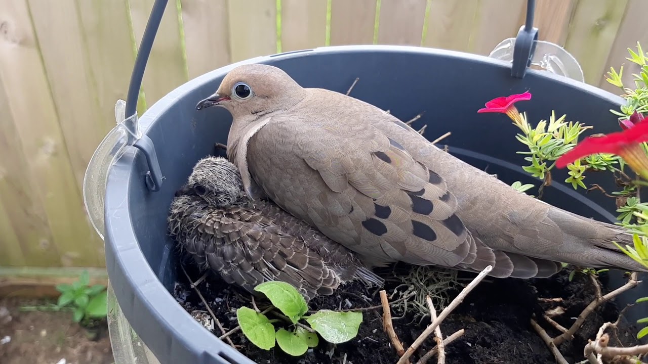 Mourning Dove Nesting In Flower Pot video 3 YouTube mourning-dove-nesting-in-flower-pot-video-3-youtube