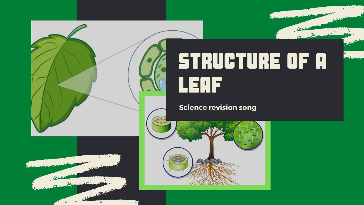 Structure Of The Leaf Science Revision Song YouTube structure-of-the-leaf-science-revision-song-youtube