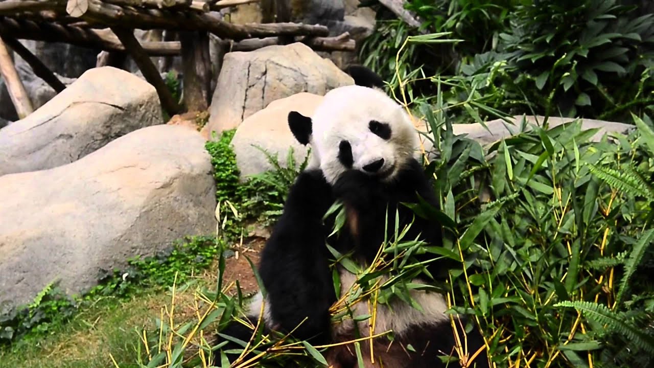 Honkong Ocean World - Panda - YouTube